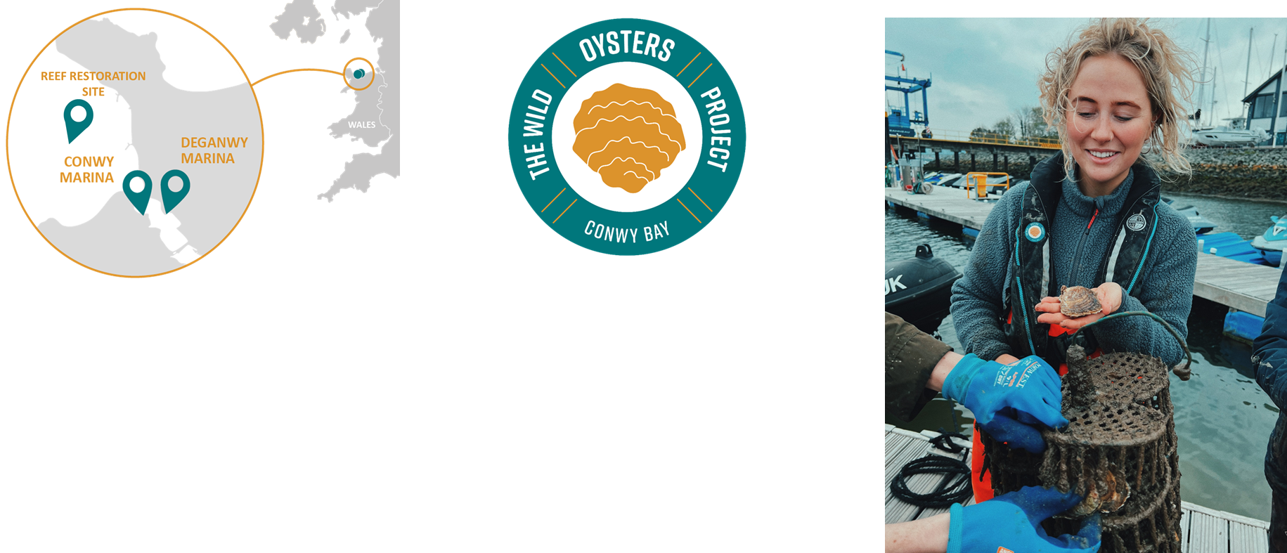 Wild Oyster Project | Ysgol Aberconwy